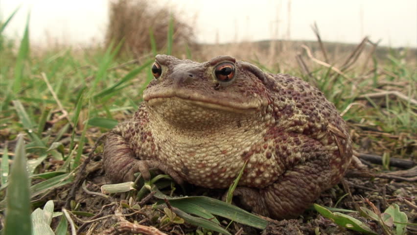 Magyarországi kétéltűfajok / 26. Barna varangy (Bufo bufo) | Hüllő Magazin