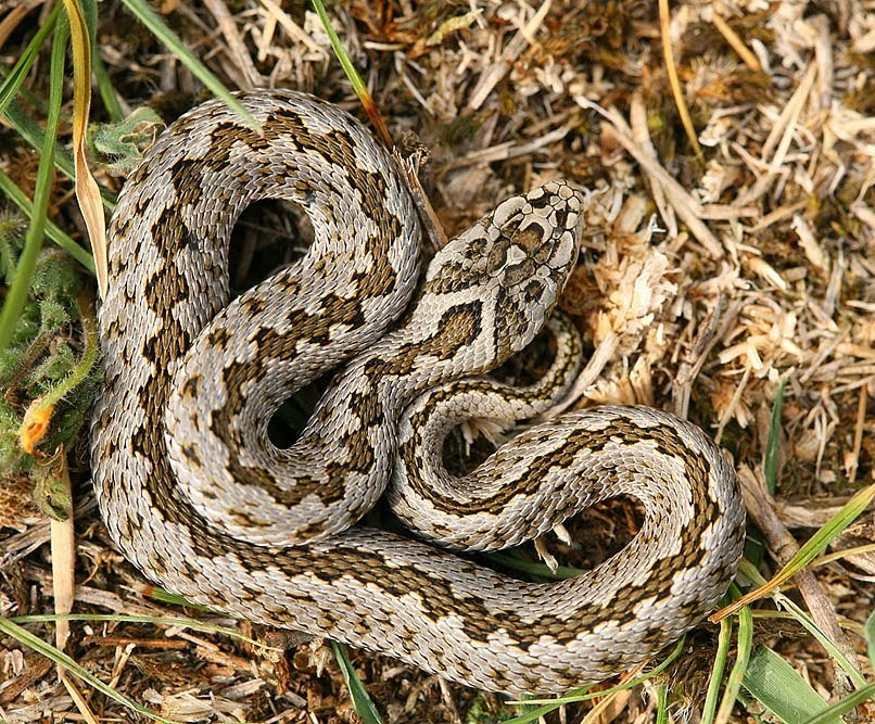 Magyarországi hüllőfajok / 15. Rákosi vipera (Vipera ursinii ...
